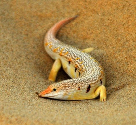 Common Sandfish | Project Zoo Wiki | Fandom