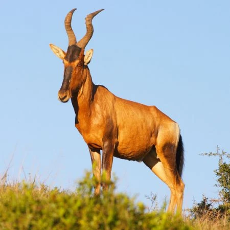 Hartebeest | Project Zoo Wiki | Fandom
