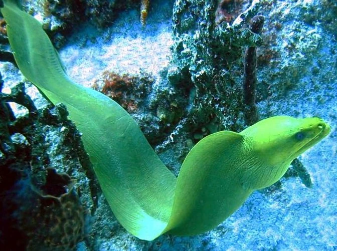 Green Moray | Project Zoo Wiki | Fandom