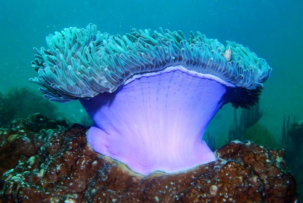 Magnificent Anemone