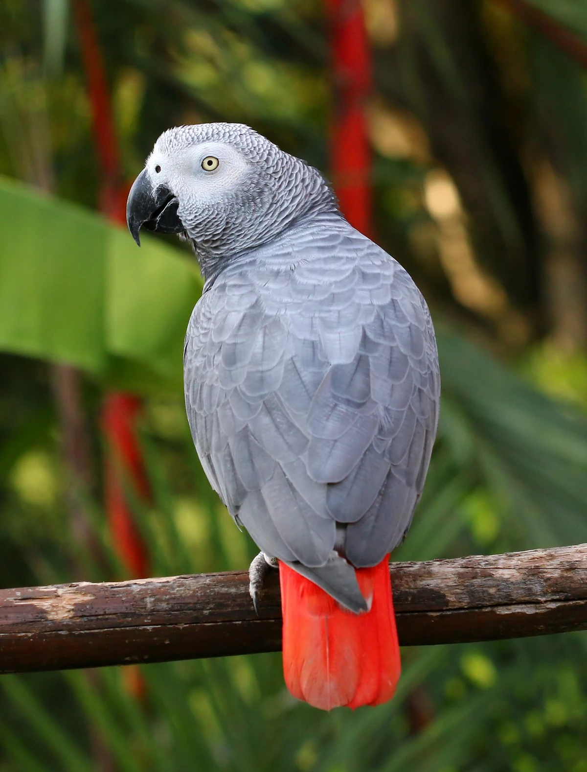 Grey Parrot | Project Zoo Wiki | Fandom