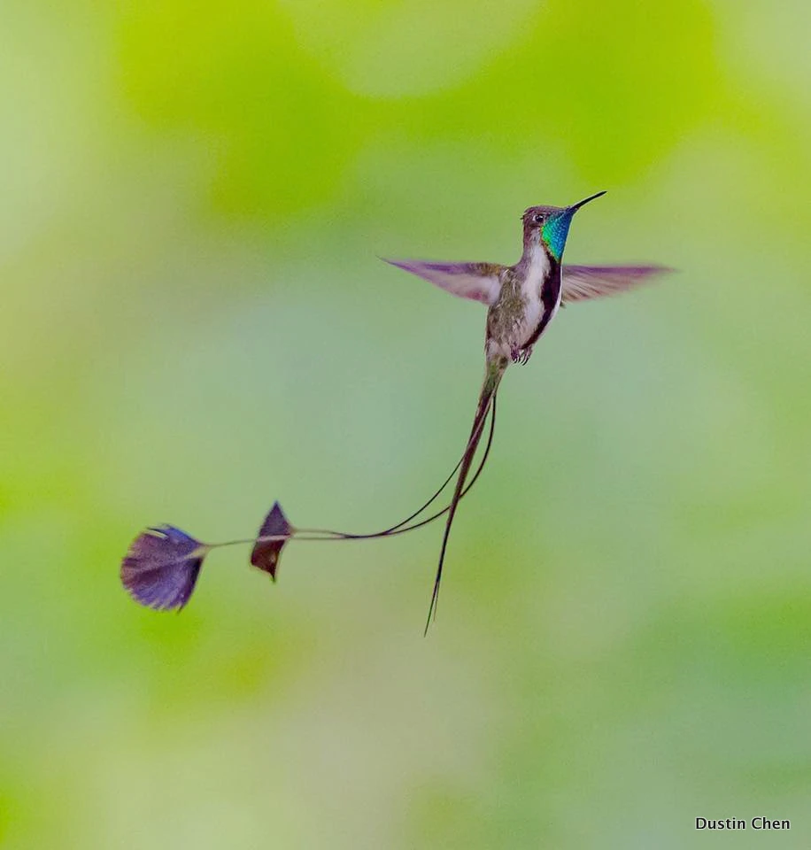 Marvelous Spatuletail | Project Zoo Wiki | Fandom