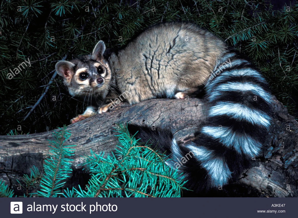 Cacomistle | Project Zoo Wiki | Fandom