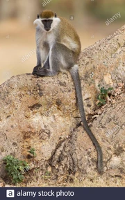 Grivet | Project Zoo Wiki | Fandom