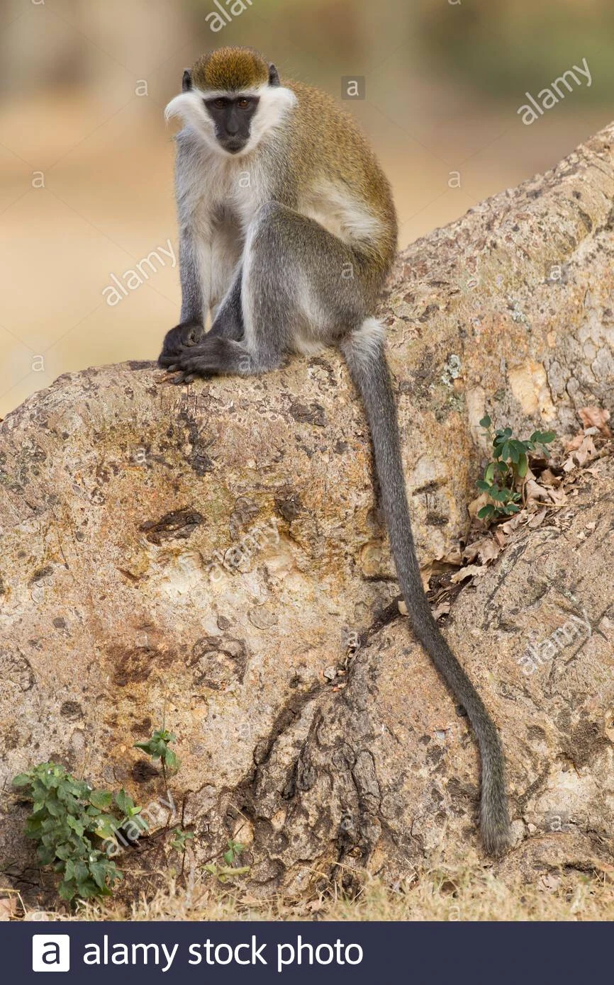 Grivet | Project Zoo Wiki | Fandom