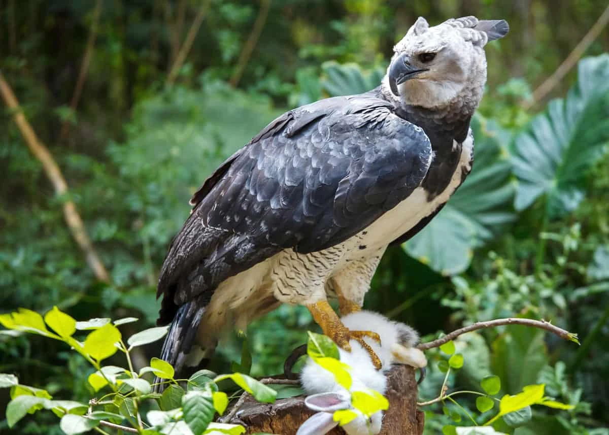 Harpy Eagle | Project Zoo Wiki | Fandom