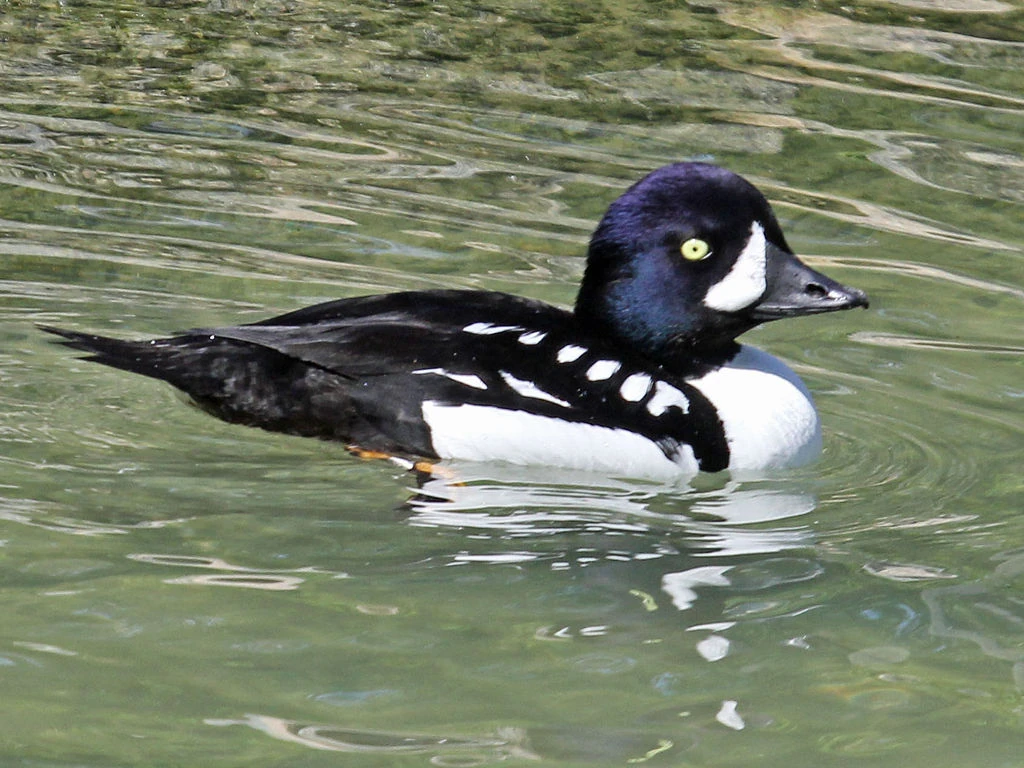 Barrow's Goldeneye | Project Zoo Wiki | Fandom