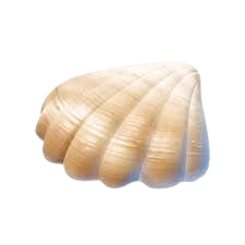 Shell | Project Advanced | Fandom