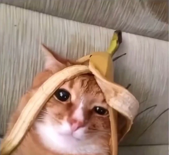 Banana Kitty | Property Of Steve Wiki | Fandom