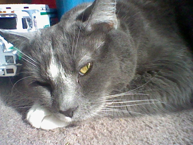 Shadowstar | Prophecy of The Stars Wiki | Fandom