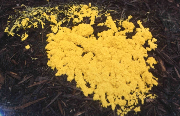 Slime molds | Protist Wiki | Fandom