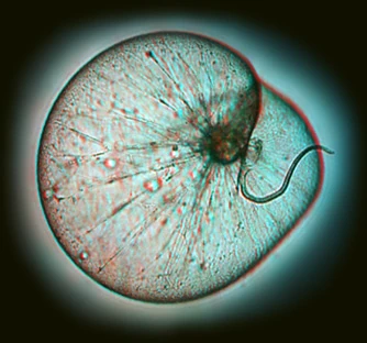 The Alveolates | Protist Wiki | Fandom