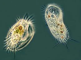 Ciliates | Protist Wiki | Fandom