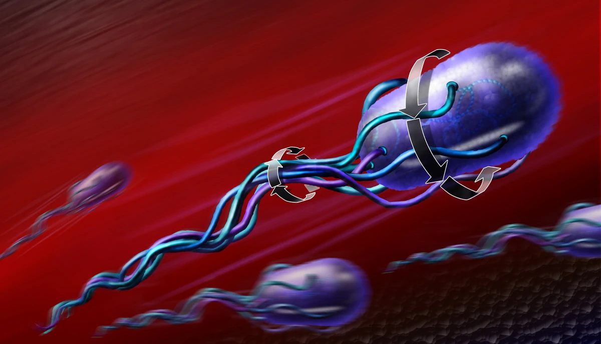 Flagellum | Protist Wiki | Fandom