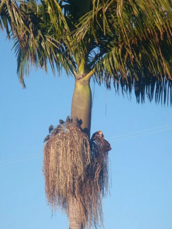 Carson, California | Pro Wrestling | Fandom