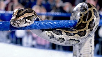 Snakes | Pro Wrestling | Fandom