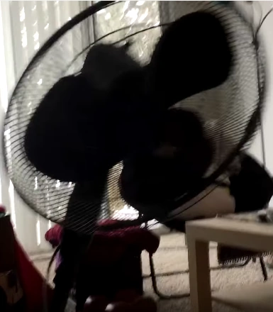 Fan | ProZD Wiki | Fandom