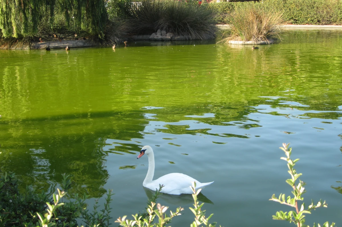 Zac Browser | Wiki Prueba_uma | Fandom