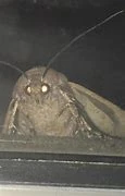 Entity 4 "Deathmoths" | PS4 backrooms Wiki | Fandom