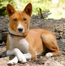 Basenji | Psiaki Wiki | Fandom