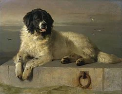 Landseer | Psiaki Wiki | Fandom
