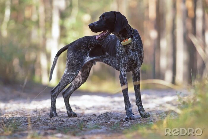 Greyster | Psiaki Wiki | Fandom