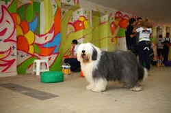 Dulux | Psiaki Wiki | Fandom