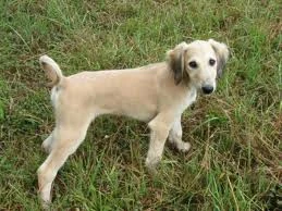 Chart perski saluki | Psiaki Wiki | Fandom