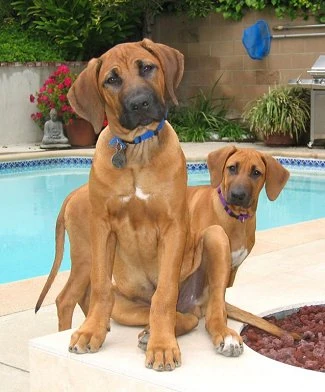 Rhodesian Ridgeback | Psiaki Wiki | Fandom