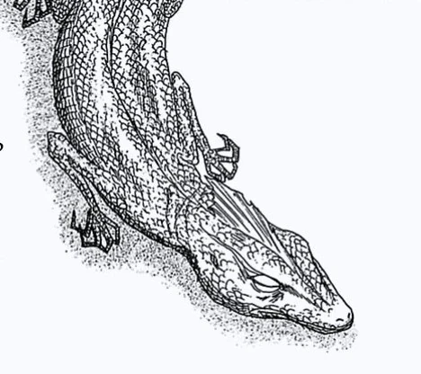 Medusa (Species) | Pet Shop of Horrors Wiki | Fandom