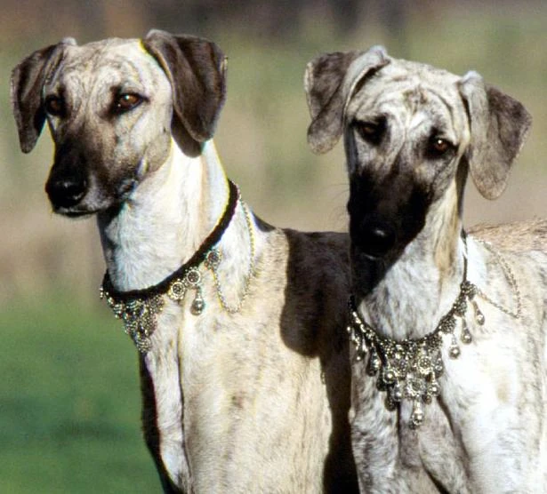 Chart Arabski/Galeria | Psy i szczeniaki Wiki | Fandom