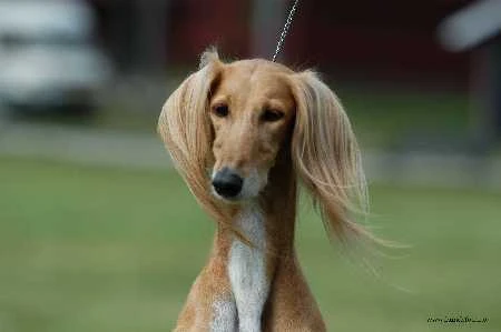 Chart Perski/Galeria | Psy i szczeniaki Wiki | Fandom