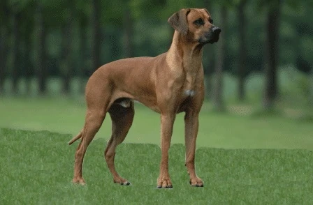 Rhodesian Ridgeback | Psy i szczeniaki Wiki | Fandom