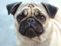 Mops/Galeria | Psy i szczeniaki Wiki | Fandom