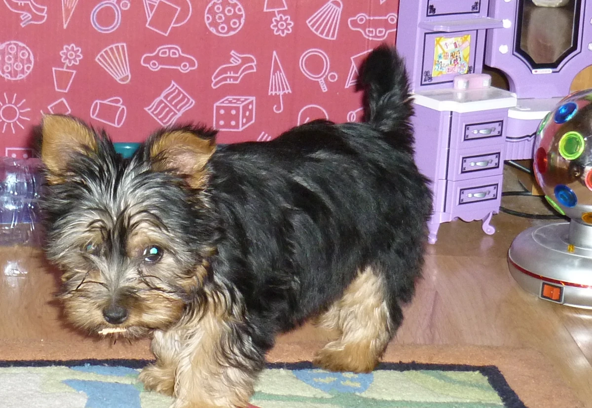 Kategoria:Rasy psów | Psy Wiki | Fandom