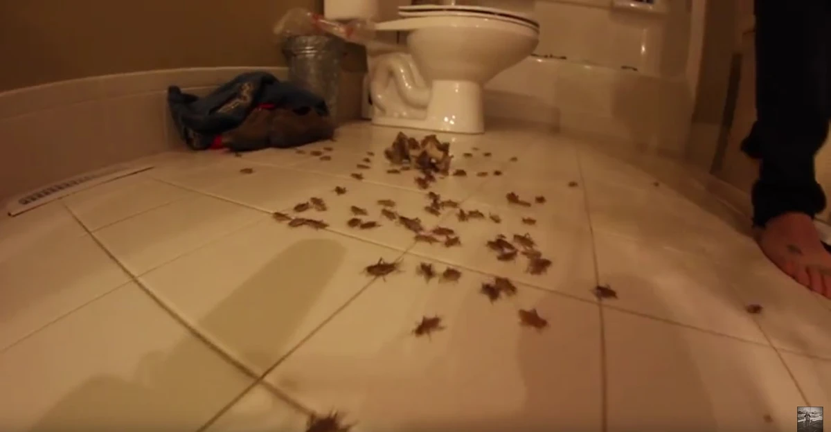 INSANE APRIL FOOLS PRANK!/Gallery | Psycho kid Wiki | Fandom