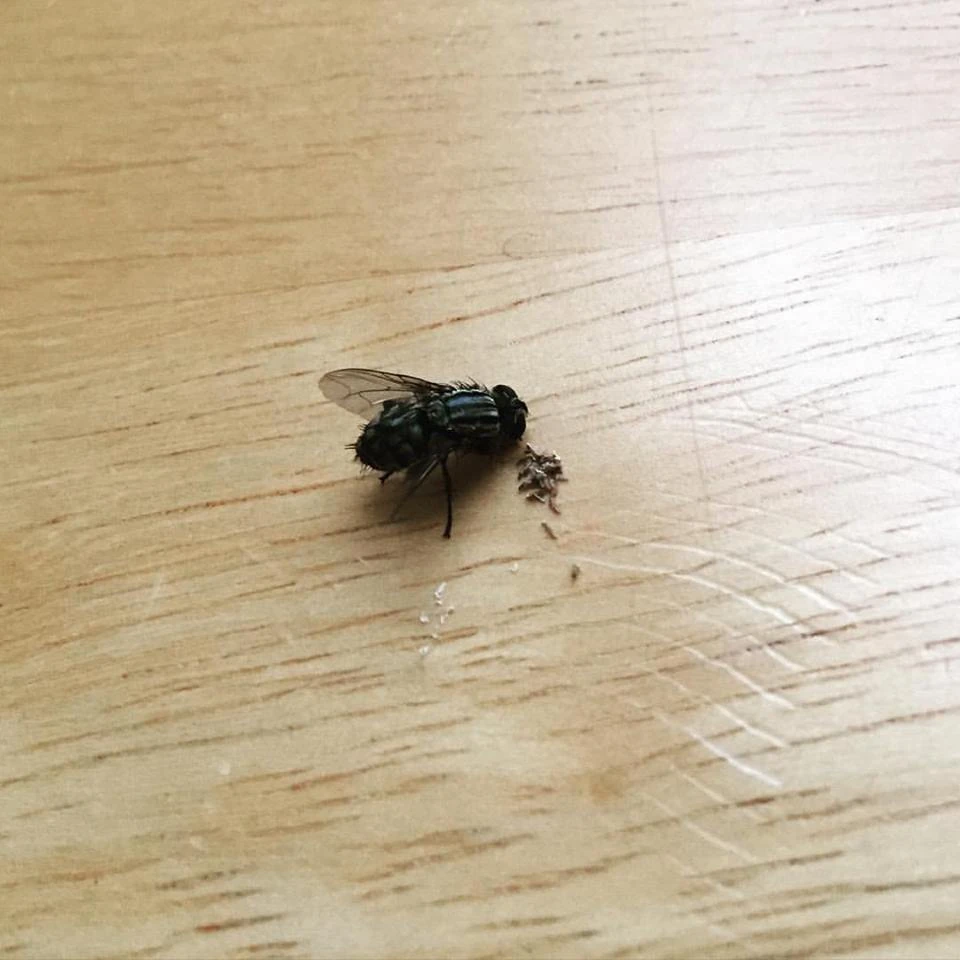 Peter | Psycho kid Wiki | Fandom