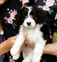 Isaac Kalder | Psycho kid Wiki | Fandom