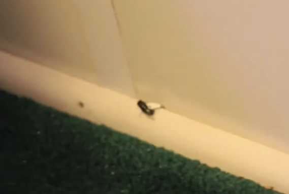 Peter | Psycho kid Wiki | Fandom