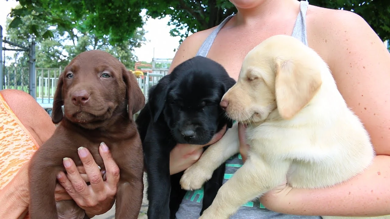Adorable Lab Puppies