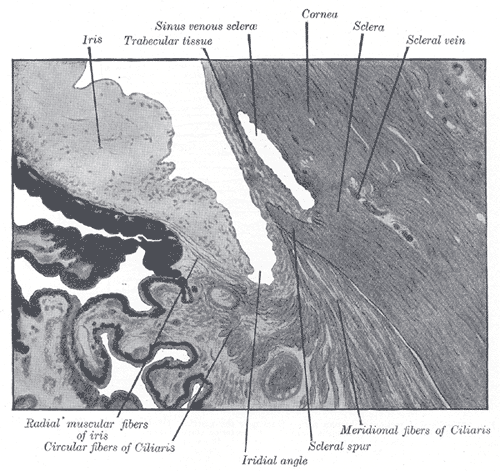 Trabecular Meshwork Psychology Wiki Fandom