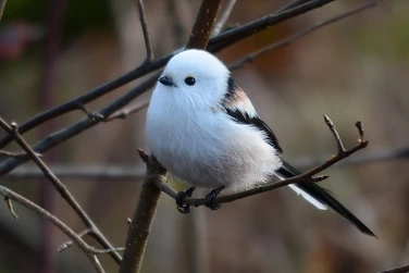 Raniuszek | Ptaki Świata Wiki | Fandom