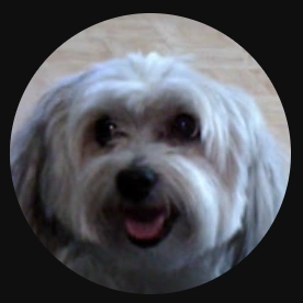 Pucci the great Wiki | Fandom