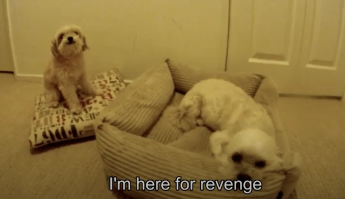 Revenge of Pucci! | Pucci the great Wiki | Fandom