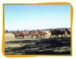 Puelche | Wiki America | Fandom