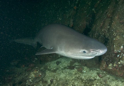 Sixgill Shark | Puget Sound Wiki | Fandom