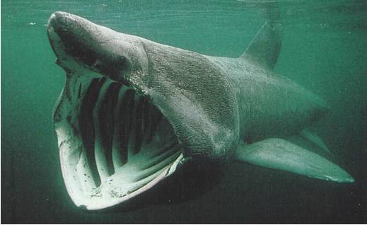 Basking Shark | Puget Sound Wiki | Fandom
