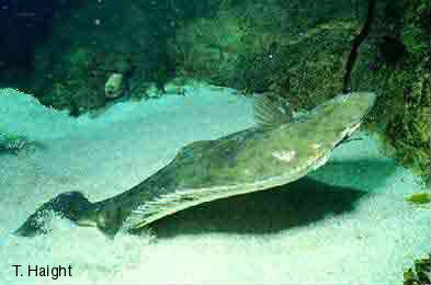 California Halibut | Puget Sound Wiki | Fandom