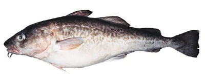 Pacific Cod | Puget Sound Wiki | Fandom