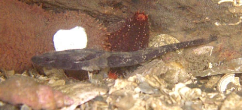 Smooth Alligatorfish | Puget Sound Wiki | Fandom